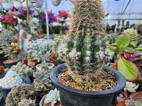 무륜주선인장 신품종 31 다육식물선인장 심폴