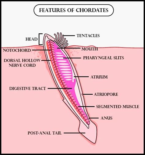 Urochordata Notochord