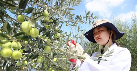 잘 익은 올리브