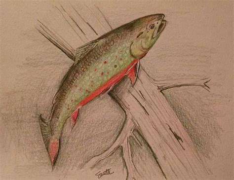 Color Pencil Illustration Of Brook Trout