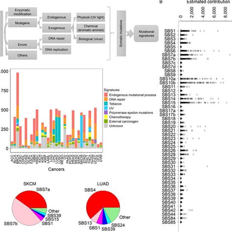 Mutational Signatures Resolved From Tcga Somatic Mutation Data A Download Scientific Diagram