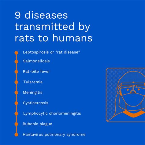 9 Rat Diseases That Can Spread To Humans Elite Pest Control