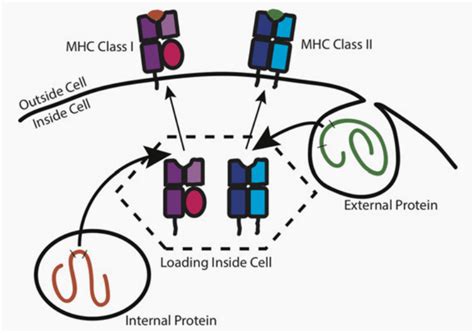 Mhc分子：免疫系统的桥梁——探索守护者背后的秘密 知乎