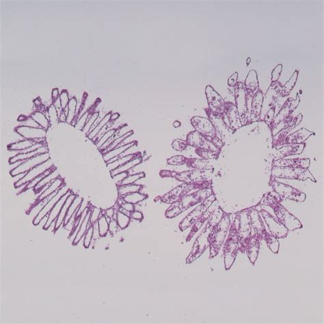 Grantia Scypha Cs Microscope Slide