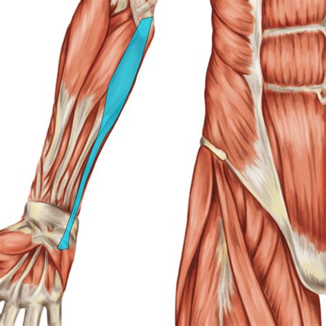 Flexor Carpi Ulnaris Istretch