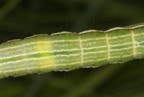 European Lepidoptera And Their Ecology Plusia