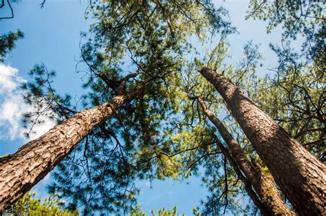 Free Photo Low Angle Photography Of Trees Bark Sky Trunks Free