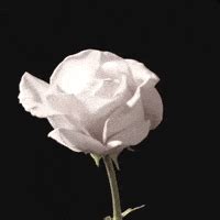 Animated White Rose