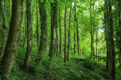 Natural Scene With Trees Ans Road Prespective Stock Image Image Of