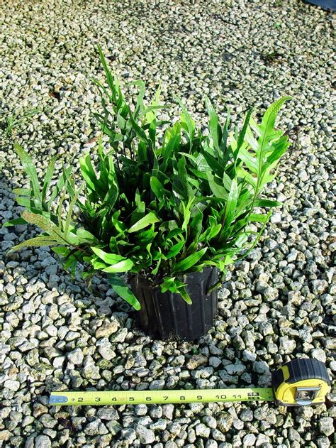 Wart Fern Microsorum Scolopendrium Growers Outlet Of Lake Worth