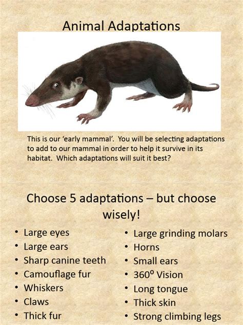 Animal Adaptations Game Pdf Predation Mammals