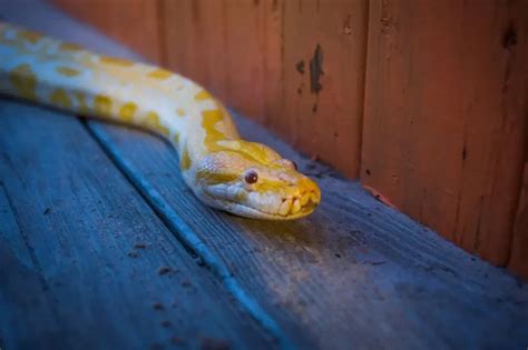 Are Ball Pythons Venomous Do Ball Pythons Bite Are Ball Pythons Venomous Do Ball Pythons Bite