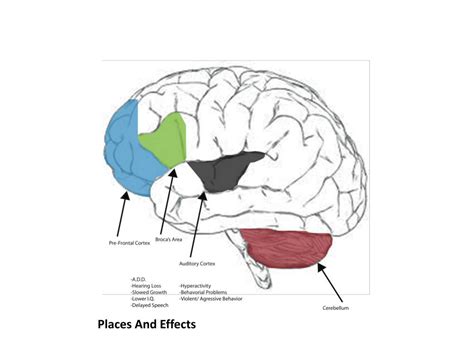 Ppt The Effects Of Lead Poisoning In The Brain Powerpoint