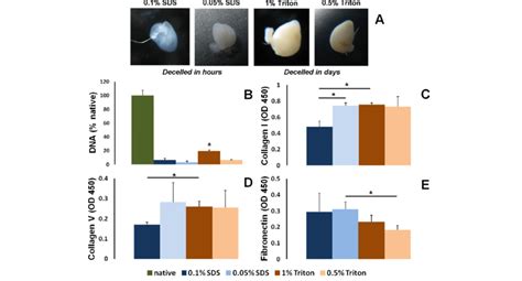 Optimization Of Fetal Heart Decellularization A Representative