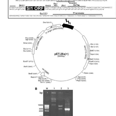 Si1 Protein Prokaryotic Expression Purification And Identification A