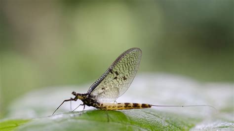 Mayfly Swarm Uk