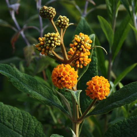 Buddleja Globosa Greenseasons