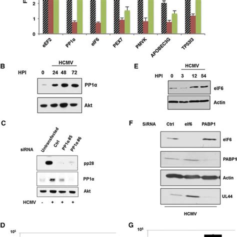 Polysome Profiling Reveals Extensive Changes To Ongoing Host MRNA Download Scientific Diagram