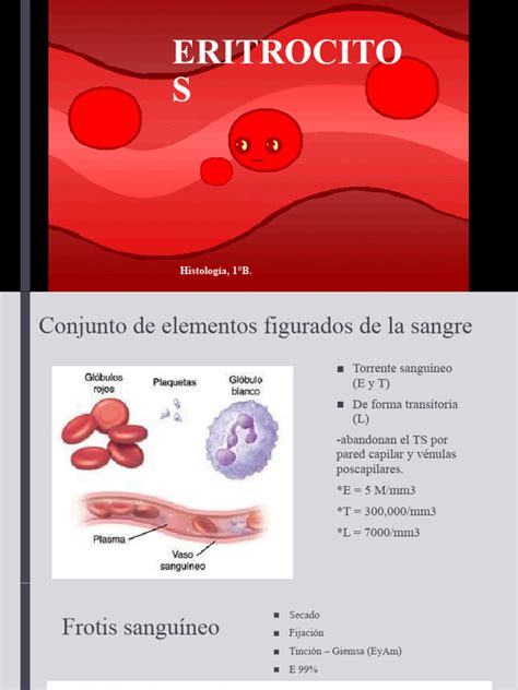 HistologÍa Eritrocitos Pdf Glóbulo Rojo Bicapa Lipídica