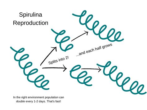 Growing Spirulina In The Classroom 18 Steps With Pictures Instructables