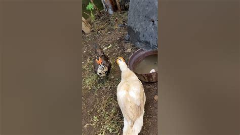 බිත්තර දාන්න ඉන්න කිකිලියන්ට දෙන්න හොදම කෑමක් නොමිලේම හොයාගමු🌾ගොයම් කපනකොට 🐓කුකුල්ලු ගොඩක්