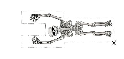 Balancing Skeleton Template Devon Science