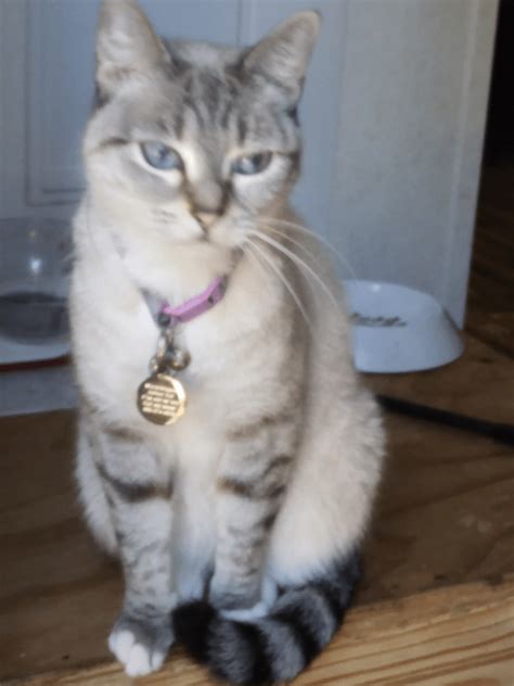 This Is Our Lilith Aka Lily Lily Cat Or Roast Chicken R Lynxpointsiamese
