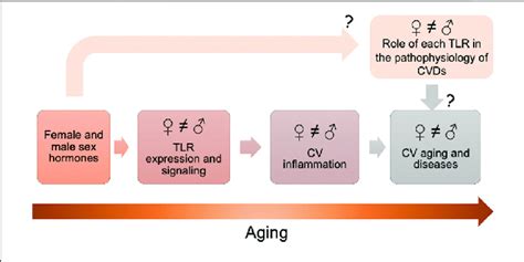 Sex Hormones And Their Receptors Can Affect The Toll Like Receptors