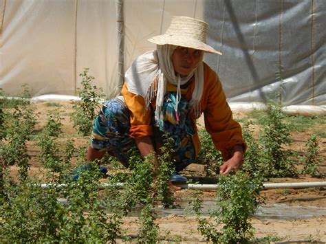 Gender Wage Gap In Tunisia Challenges And Ongoing Solutions The