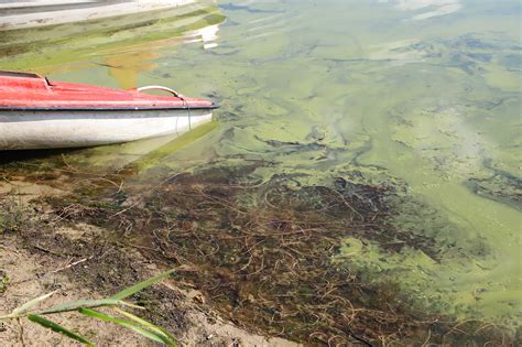 Sinice Na Żbiku W Olsztynie Co Wiemy Gazeta Olsztyńska