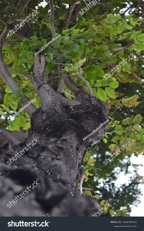 Densely Growing Tree Branch Twigs Leaves Stock Photo Shutterstock