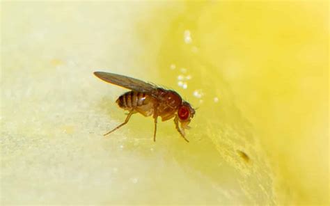 초파리 제거하는 꿀팁