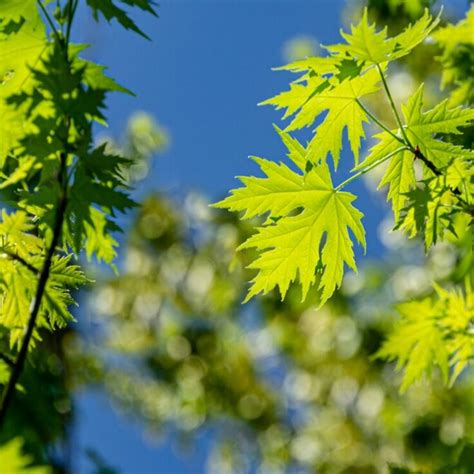 A Guide To Which Plants To Avoid Having In Your Garden Garden Center Guide