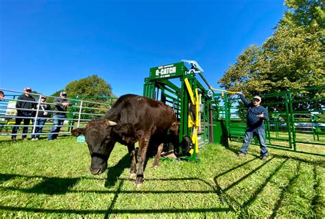 Cattle Handling Embraces Quieter Stress Free Environment Farmtario
