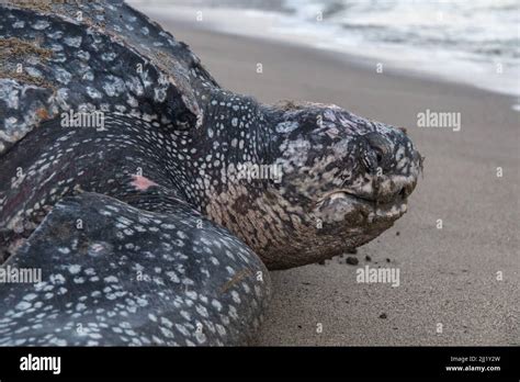 Close Up Of A Leatherback Sea Turtle Laying Her Eggs During Trinidad