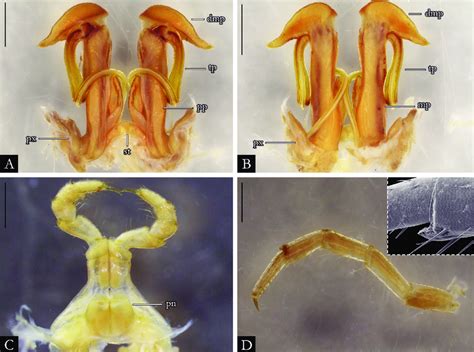 Guaporeptus Paradisius Males A Gonopods In Anterior View B