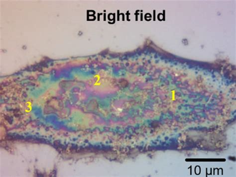 Ibc Academia Sinica On Twitter 🔬publication By Dr Chun Hung Lin