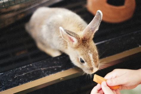 Vhd 2 Cases In Rabbits Are Increasing Worldwide Vetlexicon