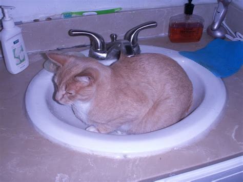No You Cannot Wash Your Hands Wash Your Hands Wash Canning