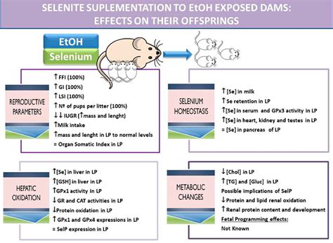 figure 1 from fetal programming is deeply related to maternal selenium