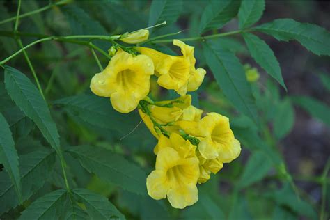 Yellow Elder National Art Gallery Of The Bahamas
