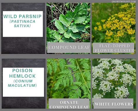 Wild Parsnip Guide To Identification Treatment And Control Growit Buildit Wild Parsnip Guide To Identification Treatment And Control Growit Buildit
