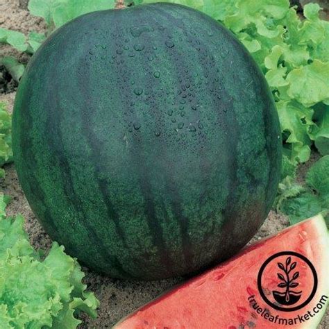 Regal F1 Hybrid Watermelon Seeds Farm And Garden Packet To Bulk