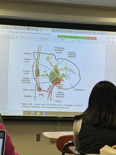 Anatomy Exam 2 Flashcards Quizlet