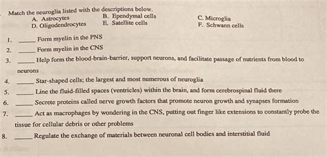 Solved Match The Neuroglia Listed With The Descriptions Below A