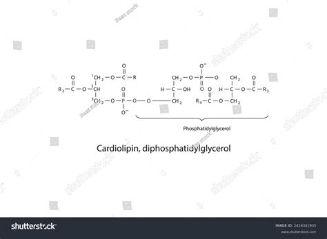 Phosphatidic Acid Photos Images And Pictures Shutterstock