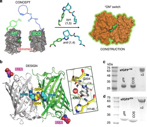Bioorthogonal Driven Protein Dimerisation And Implementation Phases A Download Scientific