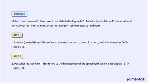 Solved Match These Terms With The Correct Parts Labeled In Figure 8 3 Anterior Ventral Horn