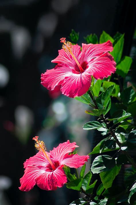 Hibiscus In Sun Download This Photo By Robert Thiemann On Unsplash