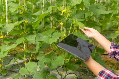 Internet Des Objets Iot Avec Concept Agricole Intelligent L